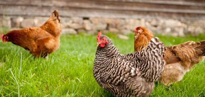 Animales para iniciarse en la producción pecuaria | CKM Perú