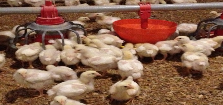 Crianza de pollos broiler y galpones climatizados | CKM PERÚ
